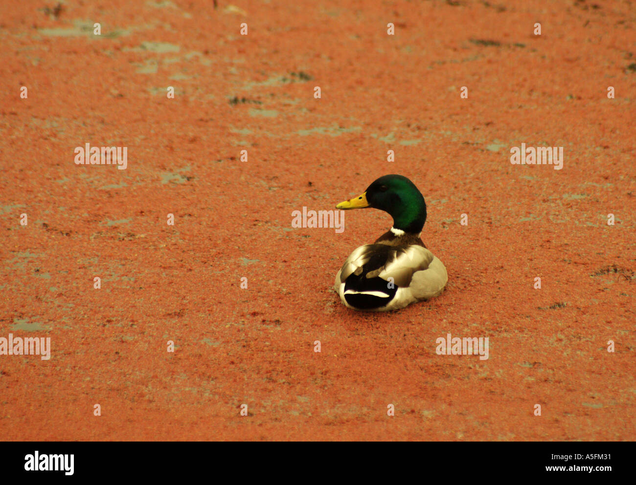 Male mallard duck bird life hi-res stock photography and images - Alamy
