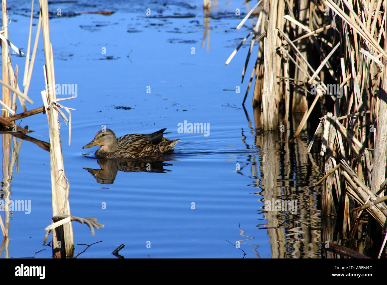 Female mallard duck swimming among the reeds and rushes Park Lake ...
