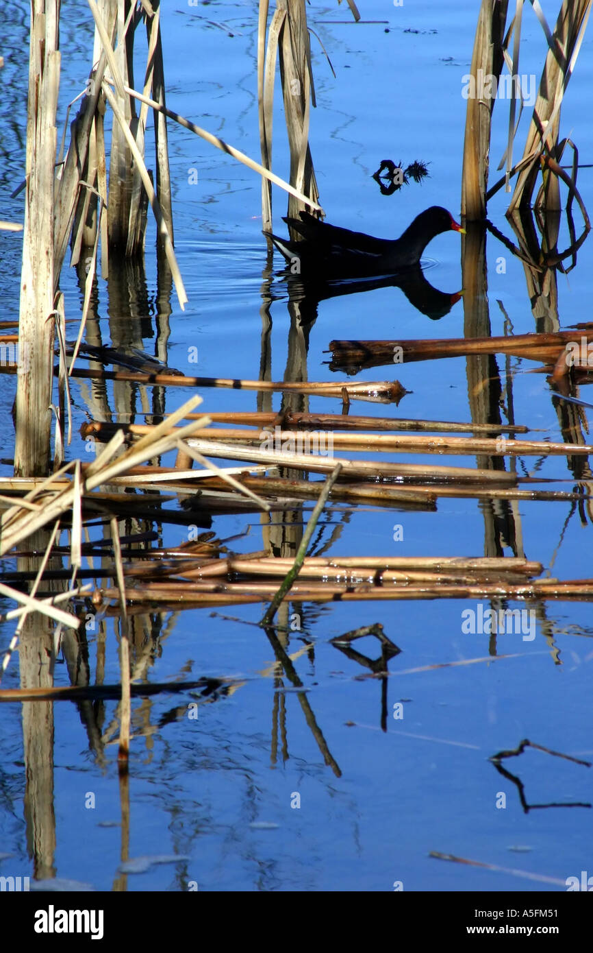 The park lake lurgan hi-res stock photography and images - Alamy