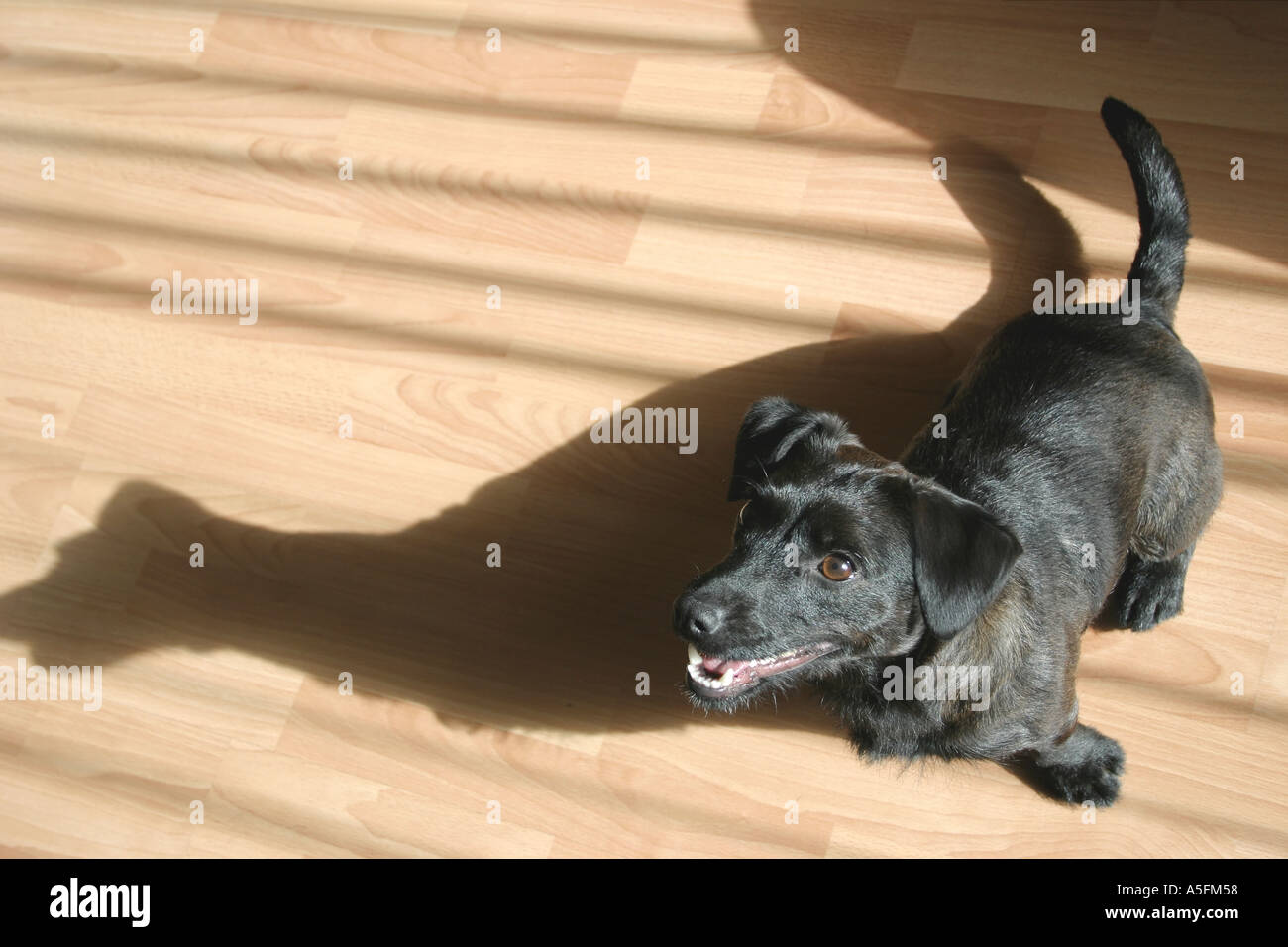 Small dog sitting looking up expectantly Stock Photo - Alamy