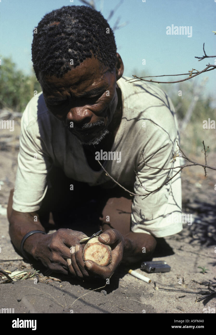 Bushmen food hi-res stock photography and images - Alamy