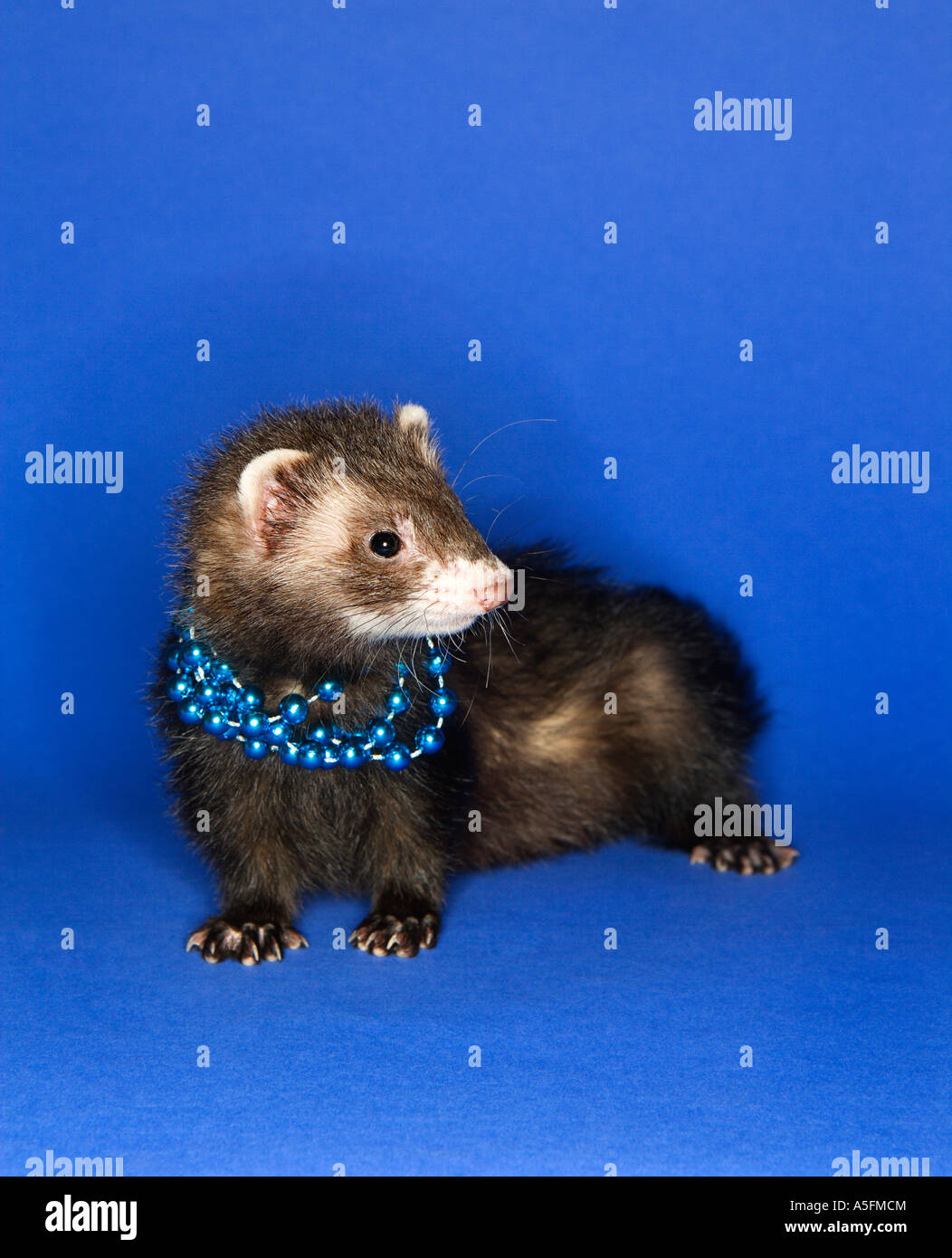 Portrait of brown ferret blue wearing necklace against blue background ...