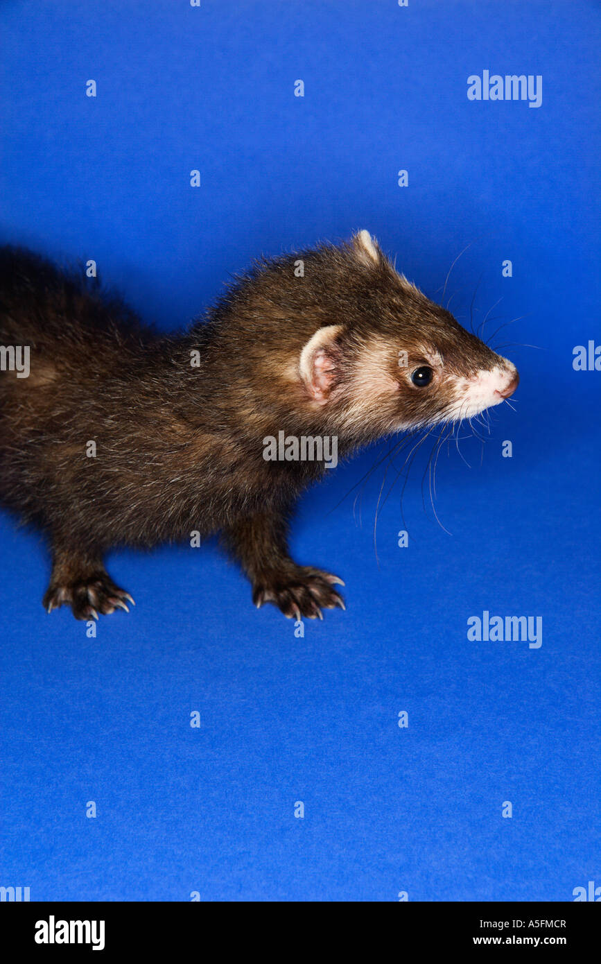 Portrait of brown ferret against blue background Stock Photo - Alamy