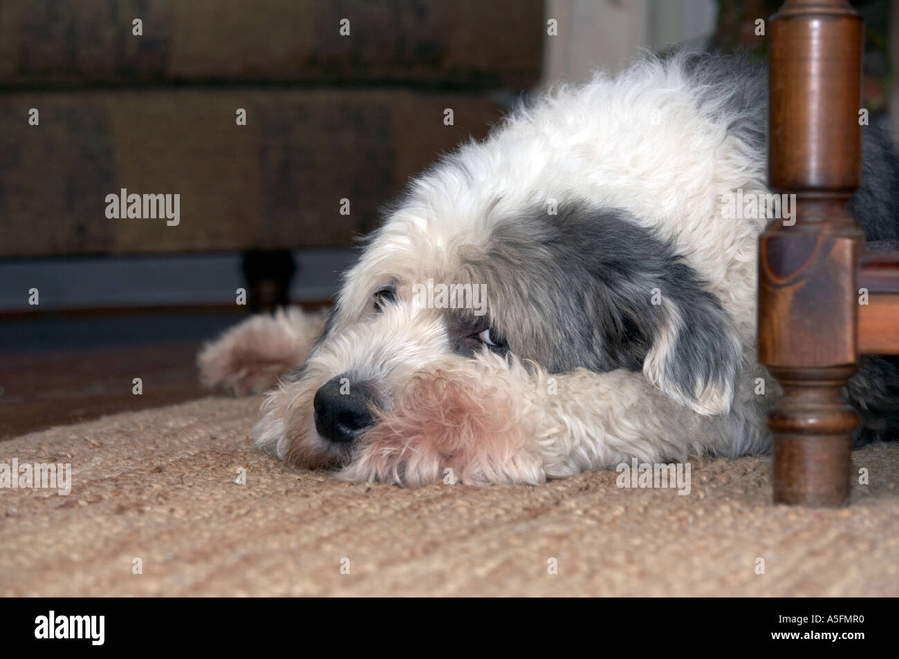 Old English Sheepdog (also known as the Bobtail Stock Photo - Alamy