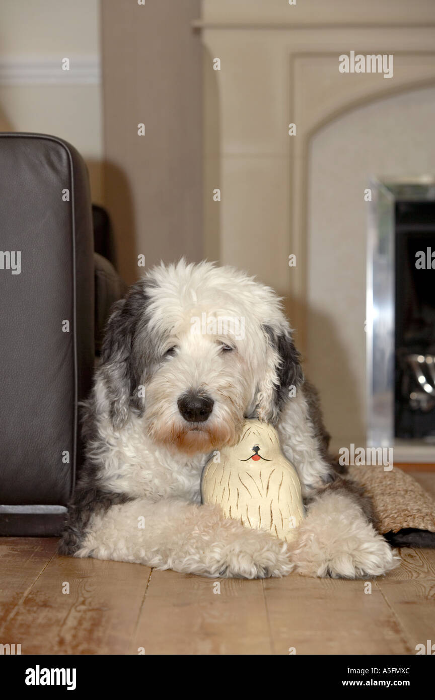 Old English Sheepdog (also known as the Bobtail Stock Photo - Alamy