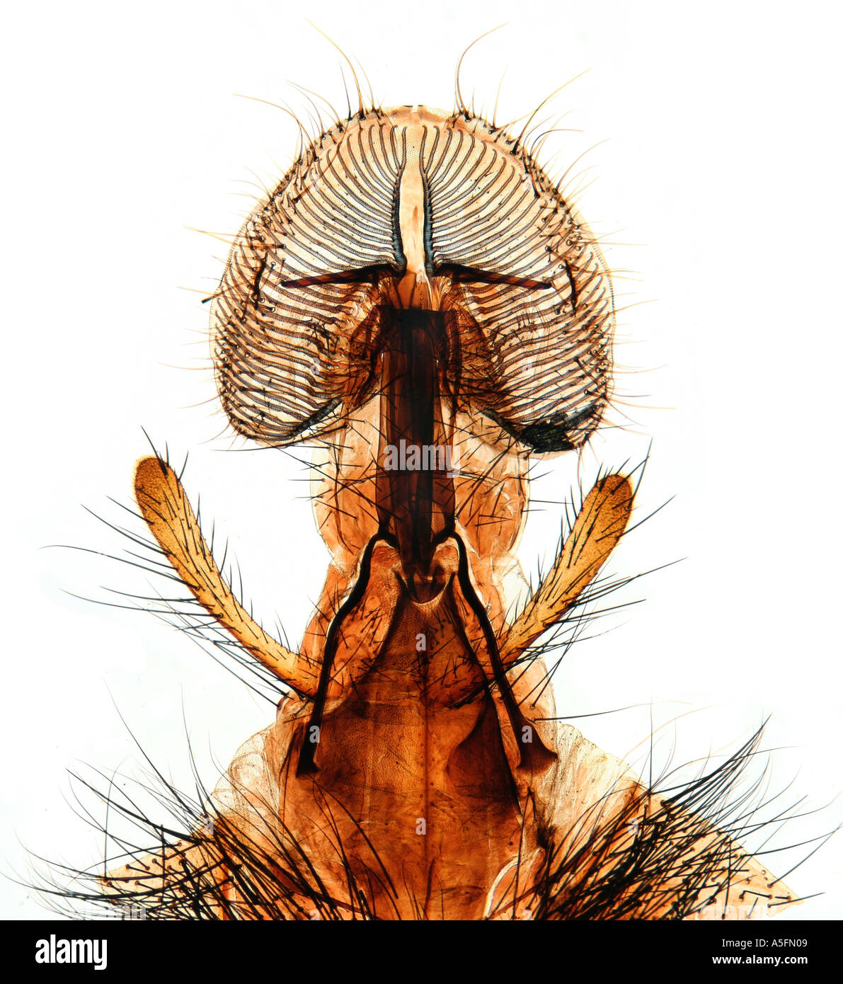 Blowfly mouthparts proboscis white background Stock Photo - Alamy