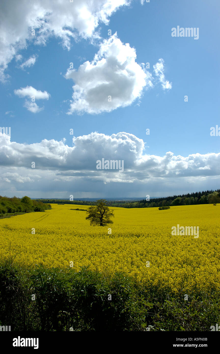 Field of oilseed rape crop against blue sky in Hampshire England United ...