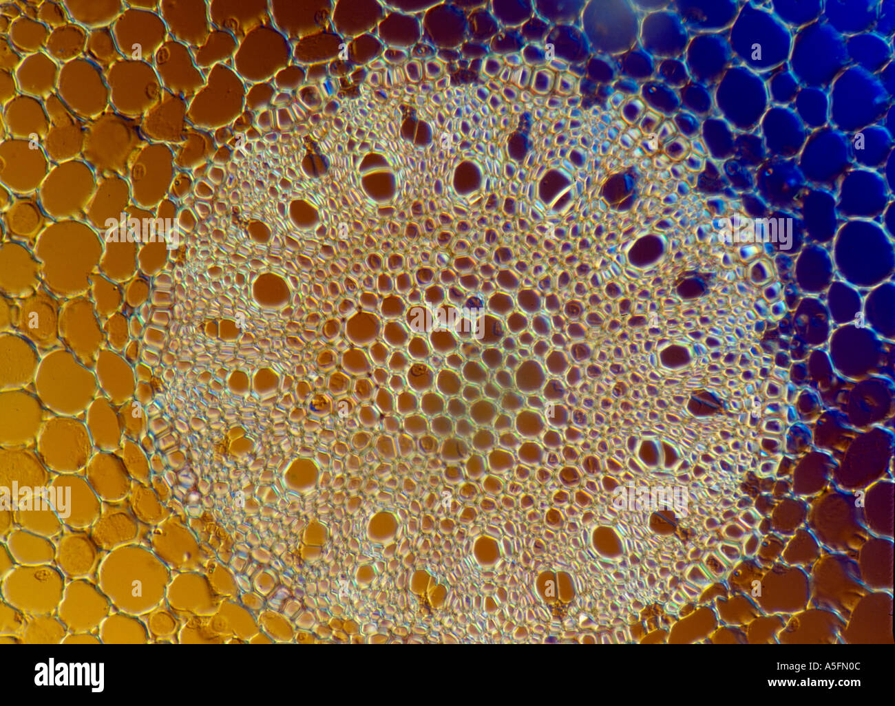 Botanical stem section photomicrograph plant physiology Stock Photo - Alamy