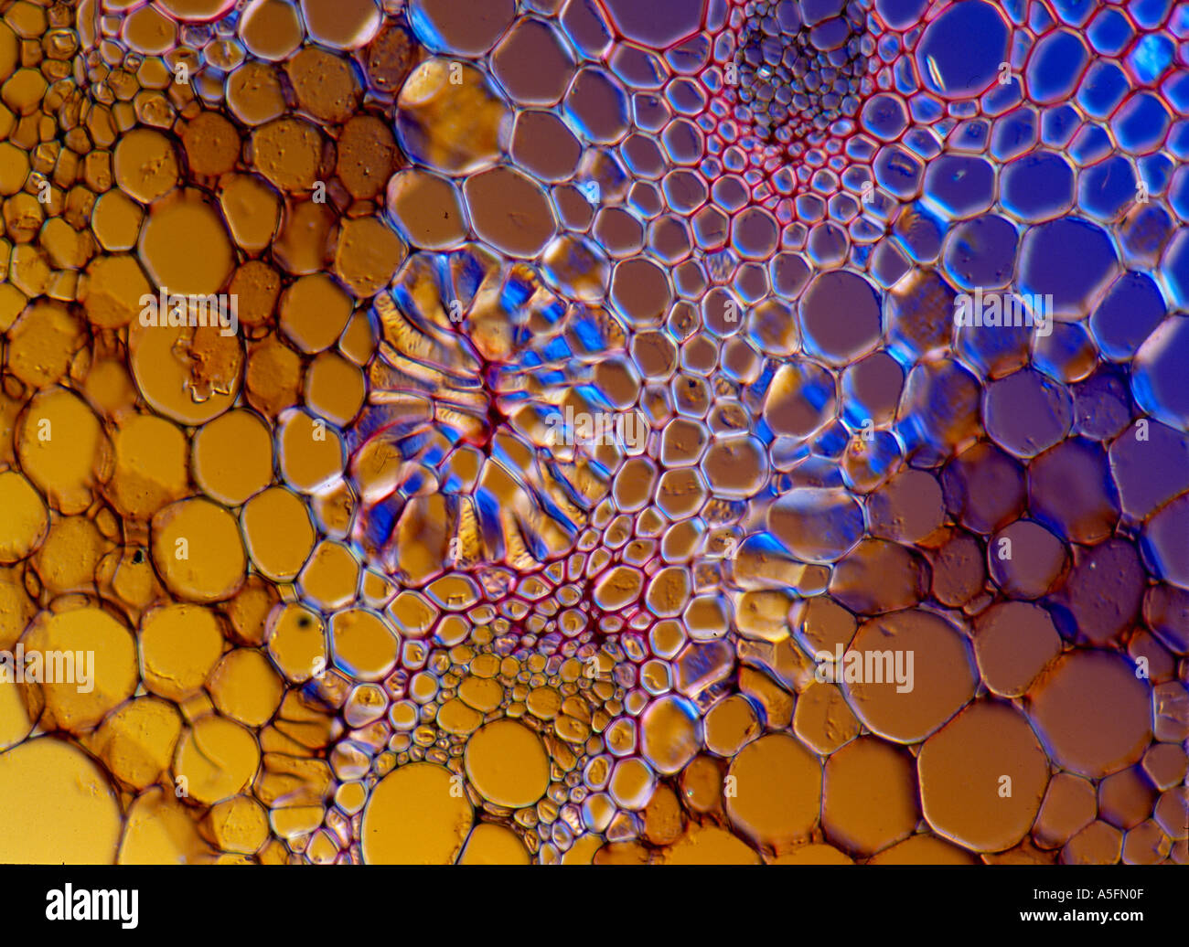 Botanical stem section photomicrograph plant physiology Stock Photo - Alamy