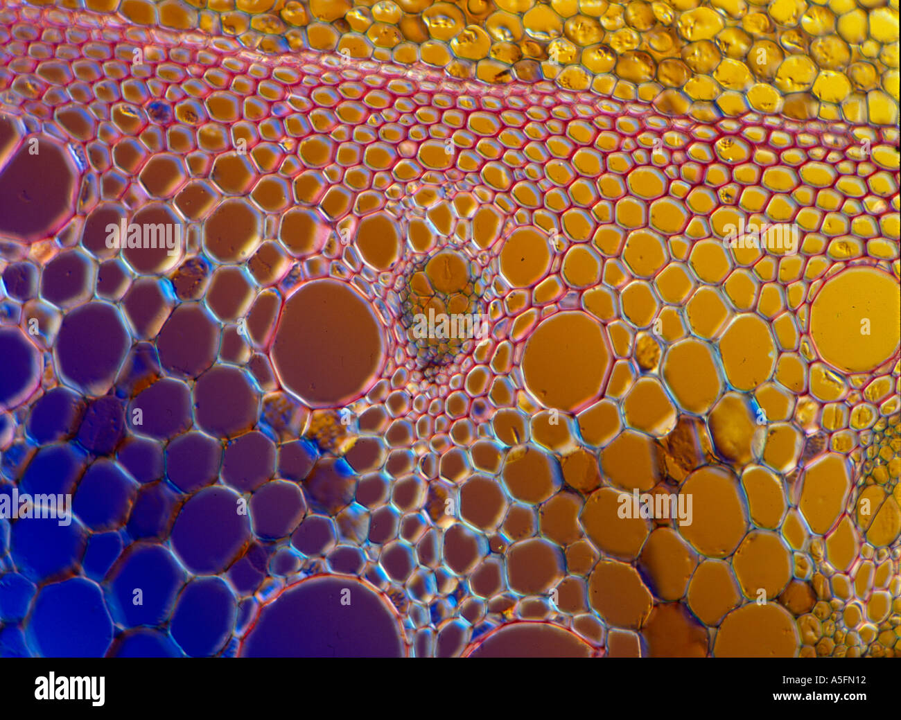 Botanical stem section photomicrograph plant physiology Stock Photo - Alamy