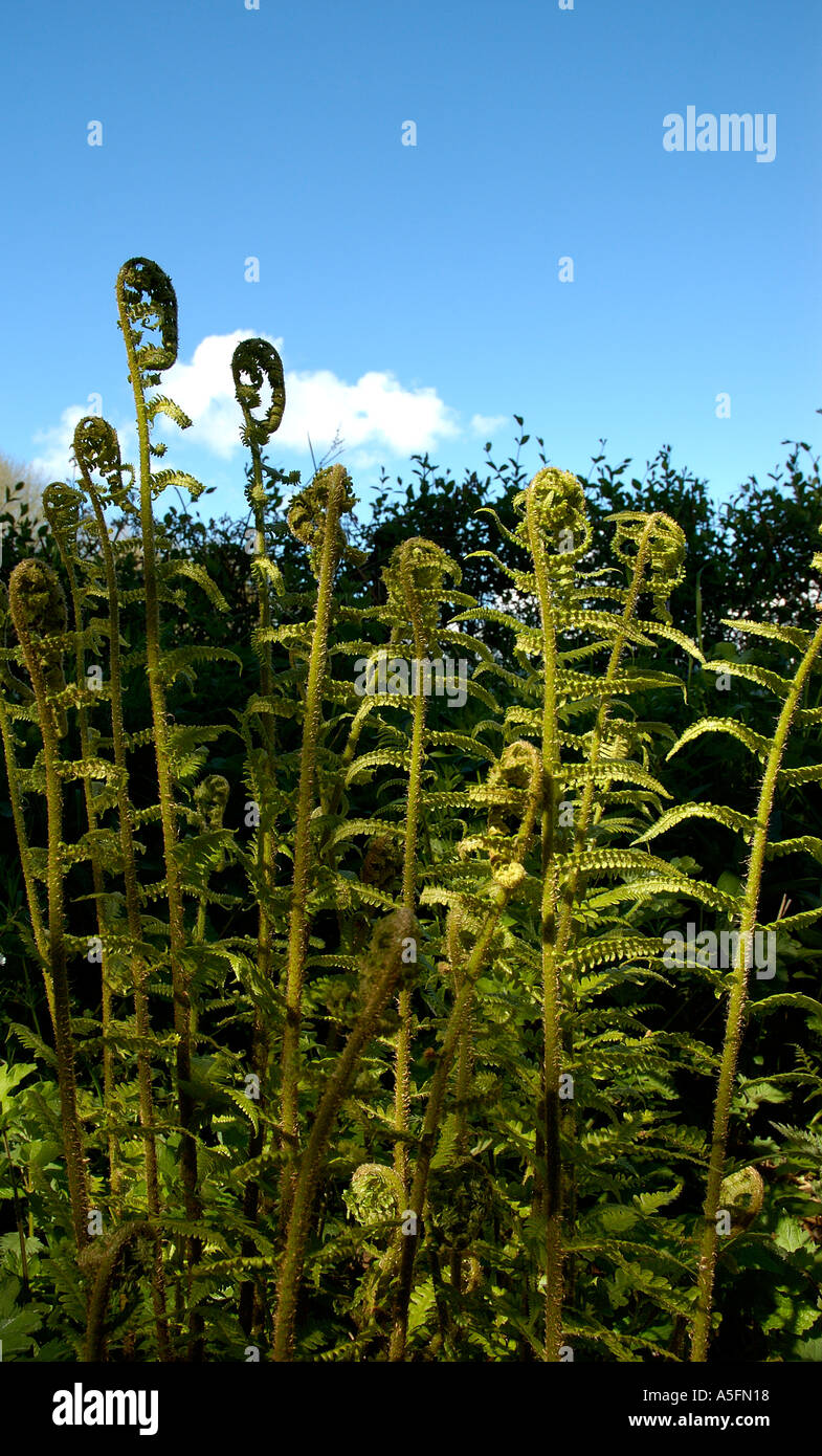 Ferns in uk hi-res stock photography and images - Alamy
