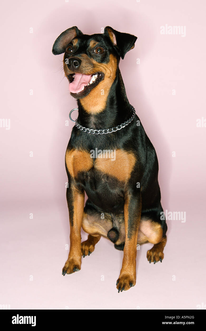 Portrait of Miniature Pinscher sitting with mouth open against pink ...