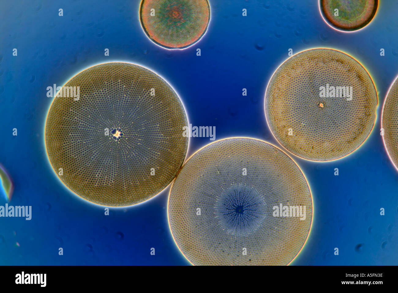 Round diatom hi-res stock photography and images - Alamy