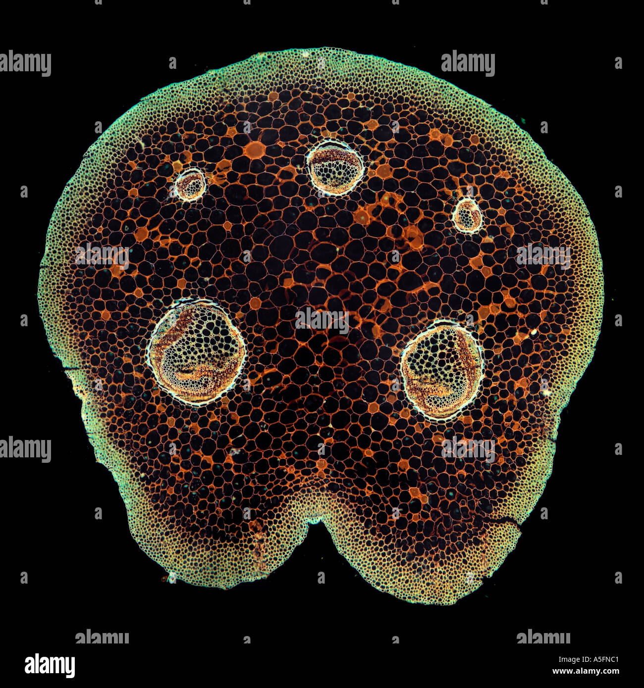 Male fern Rachis sp stem section photomicrograph darkfield black ...
