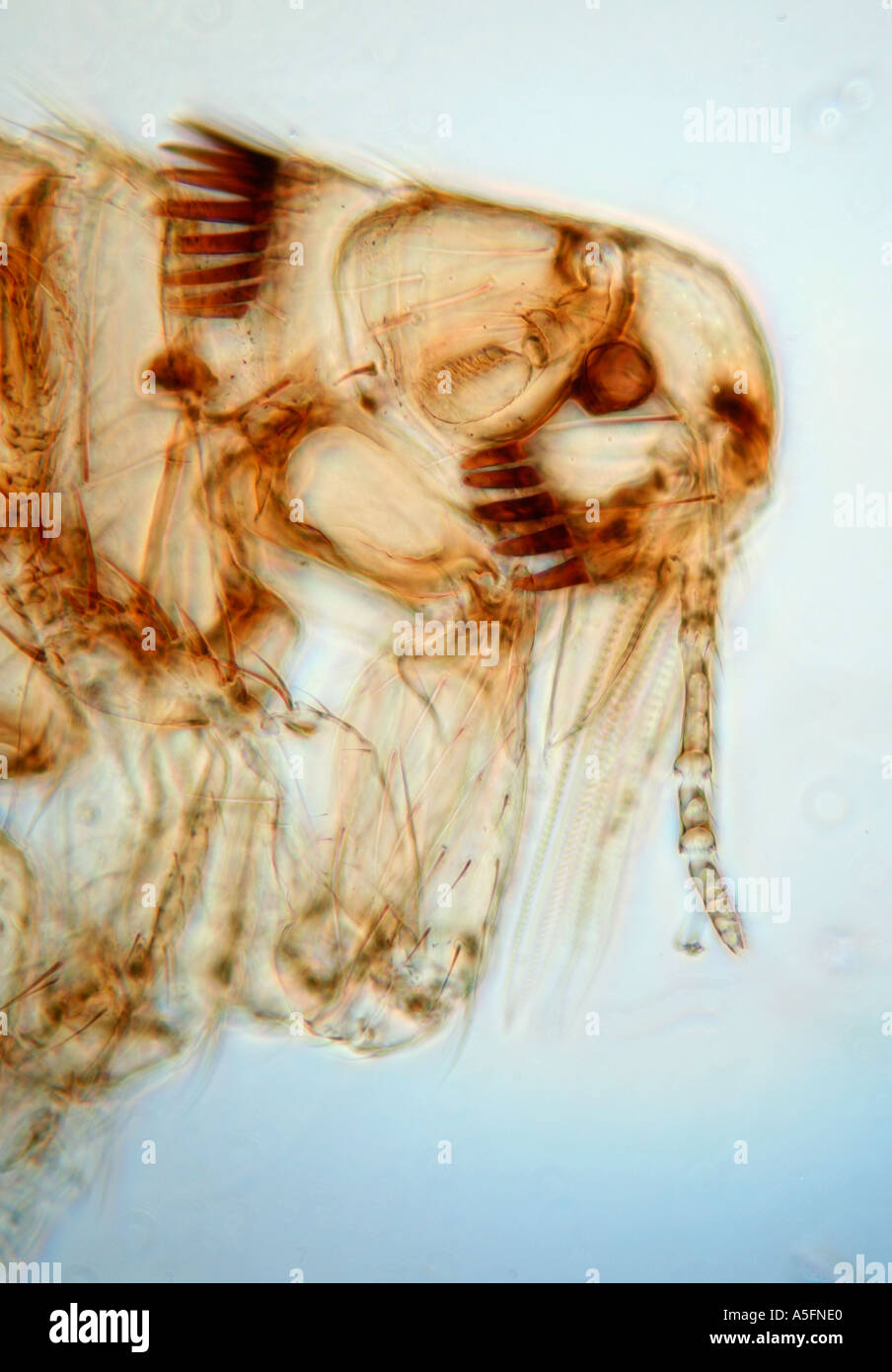 Rabbit parasite hi-res stock photography and images - Alamy