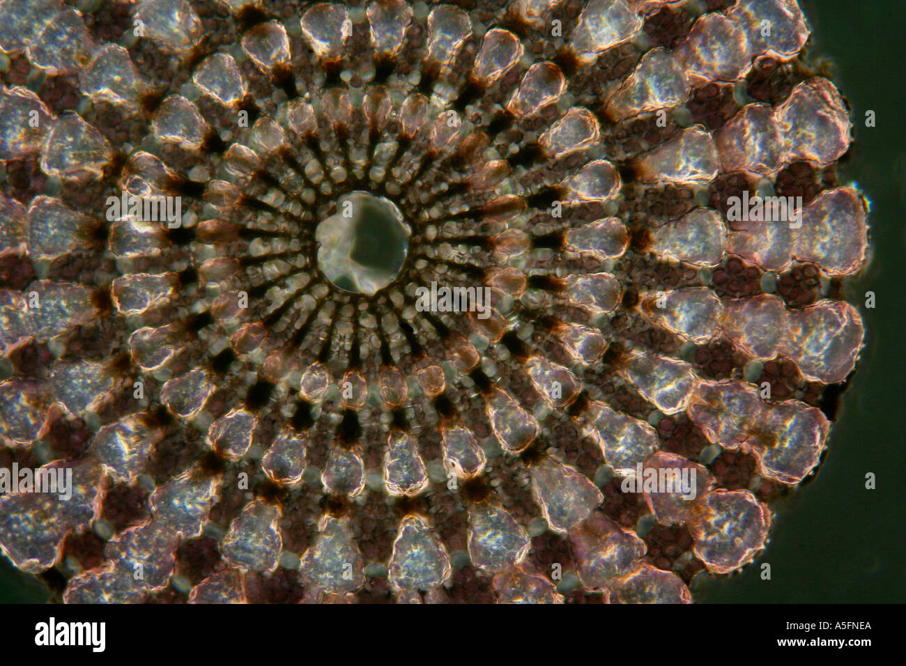 spine section Echinus milaris Stock Photo - Alamy