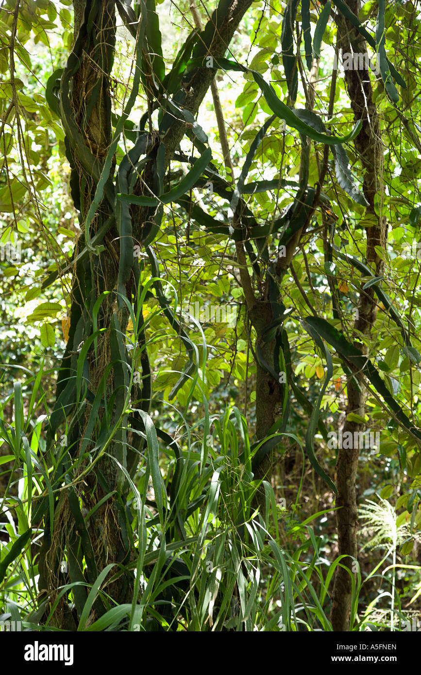 Tree with vines and grass Stock Photo - Alamy