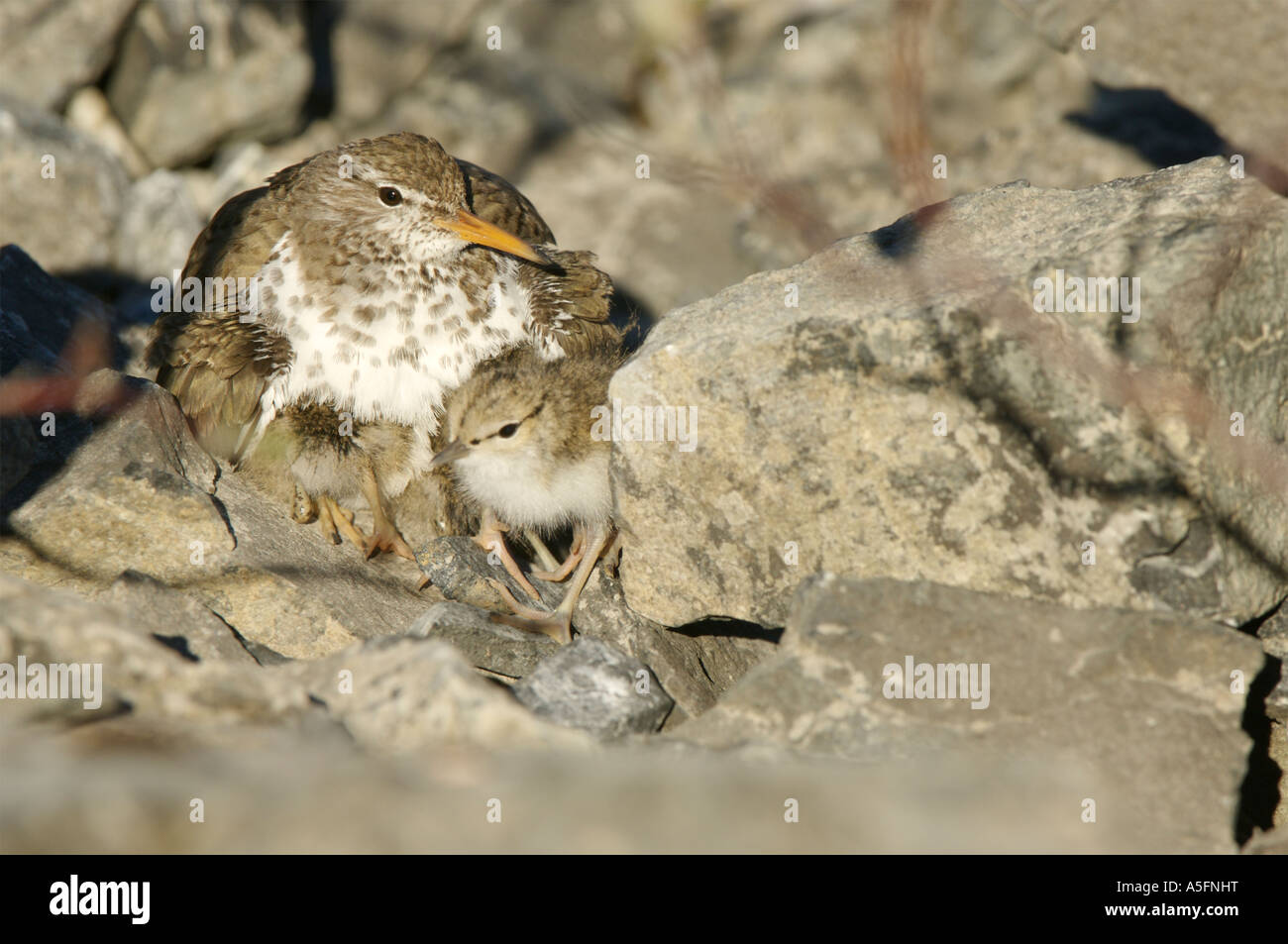 Spotted Sandpiper with chicks. Ivvavik National Park, Yukon Territory ...