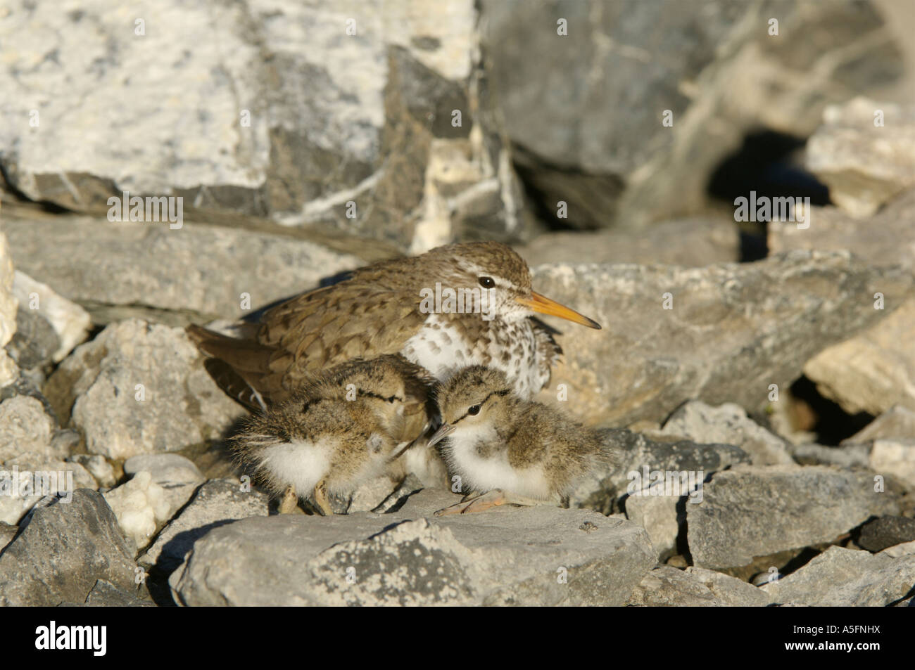 Spotted Sandpiper with chicks. Ivvavik National Park, Yukon Territory ...