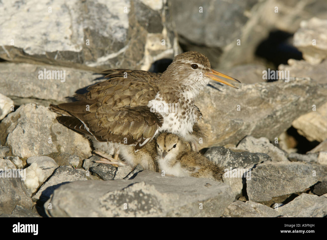 Spotted Sandpiper with chicks. Ivvavik National Park, Yukon Territory ...