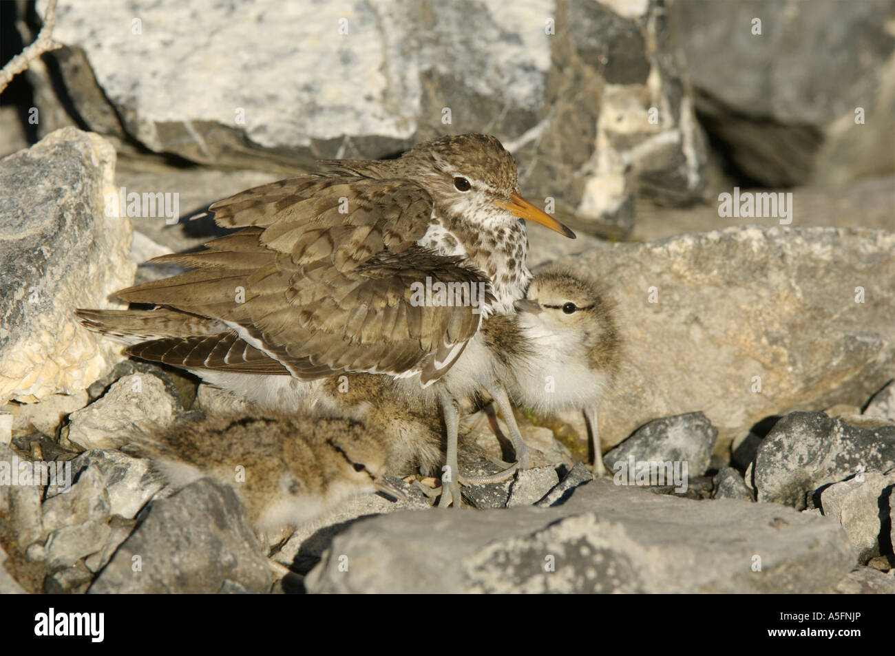 Spotted Sandpiper with chicks. Ivvavik National Park, Yukon Territory ...