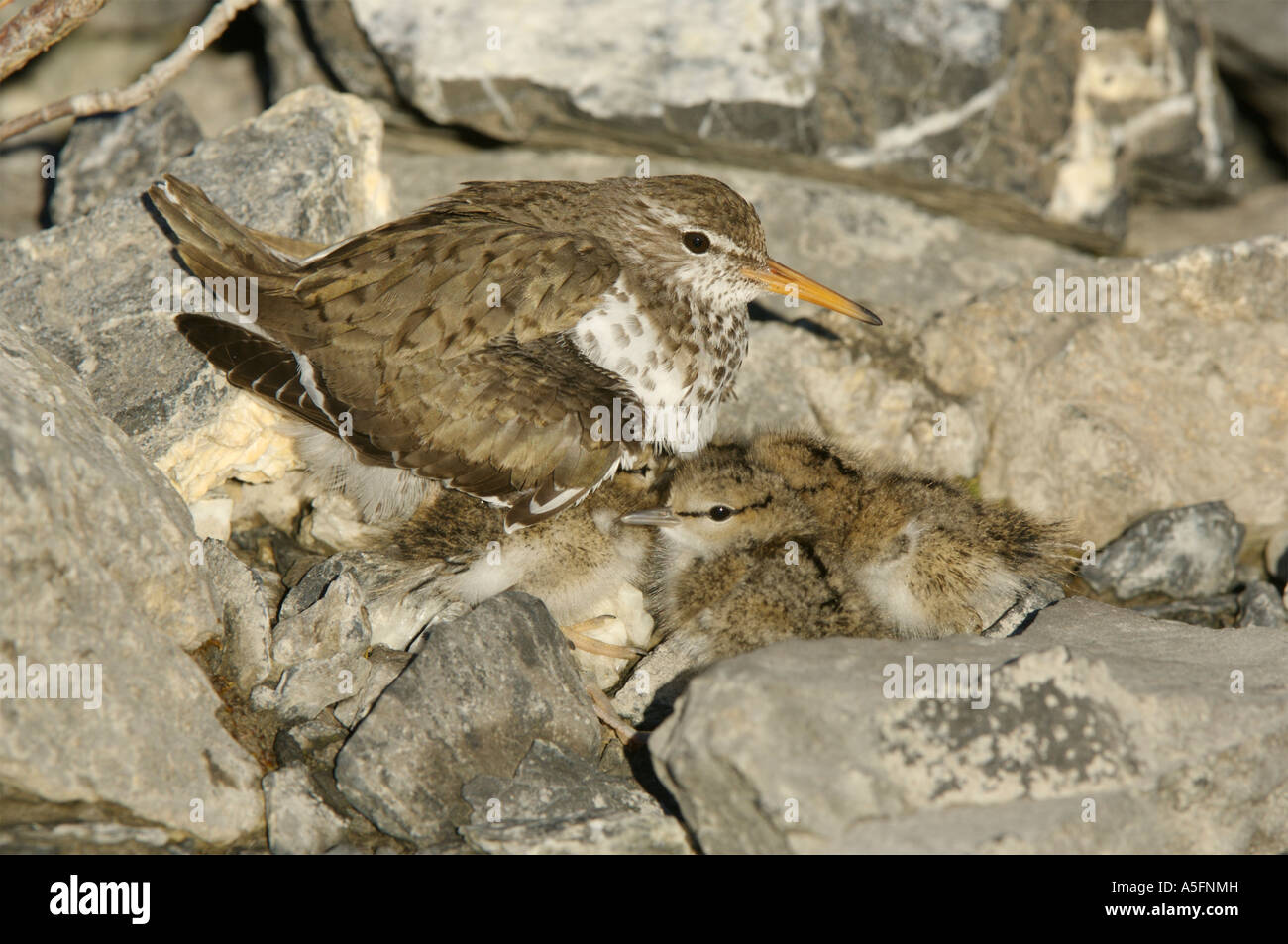 Spotted Sandpiper with chicks. Ivvavik National Park, Yukon Territory ...