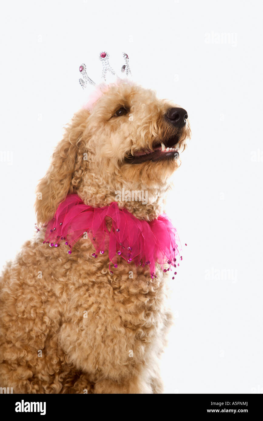 Princess wearing golden crown hi-res stock photography and images - Alamy