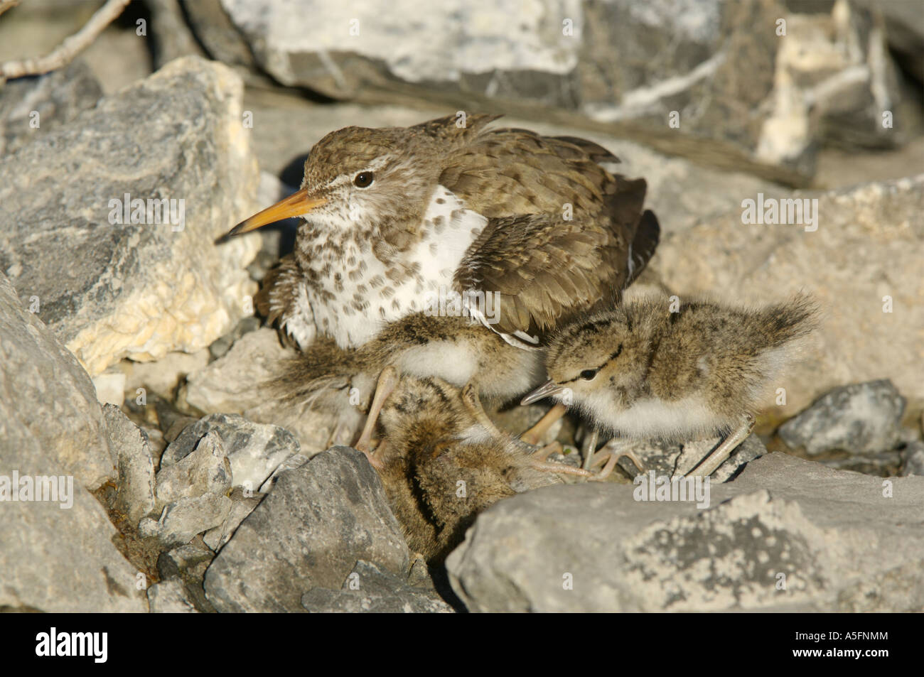 Spotted Sandpiper with chicks. Ivvavik National Park, Yukon Territory ...