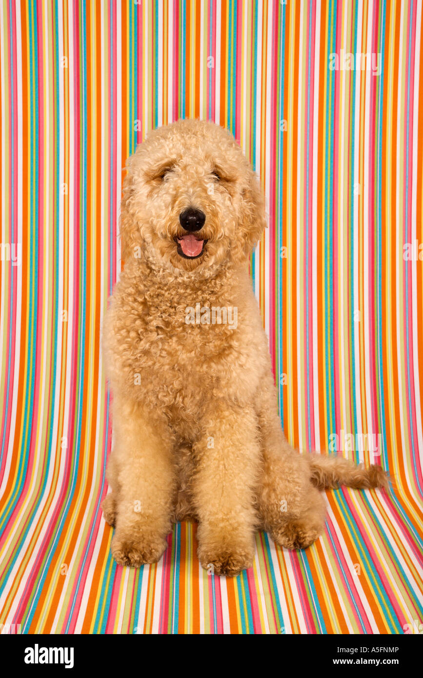 Goldendoodle dog sitting looking at viewer on stripe background Stock ...