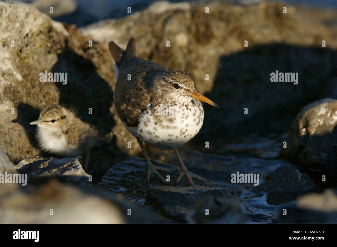 Spotted Sandpiper with chicks. Ivvavik National Park, Yukon Territory ...