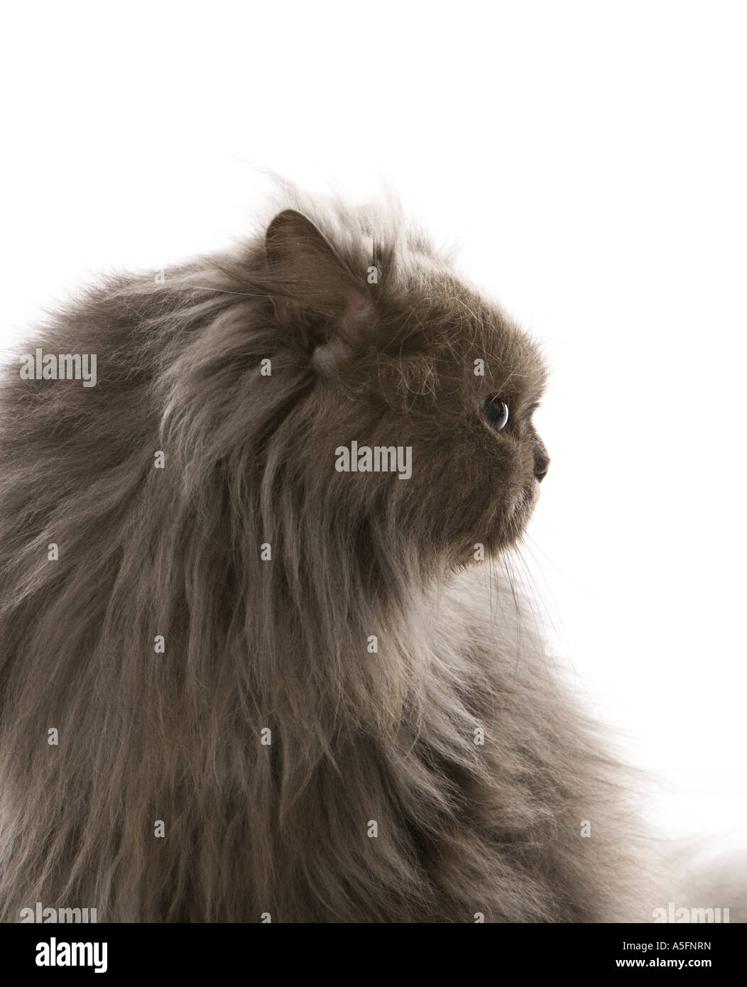 Gray Persian cat looking to side Stock Photo - Alamy