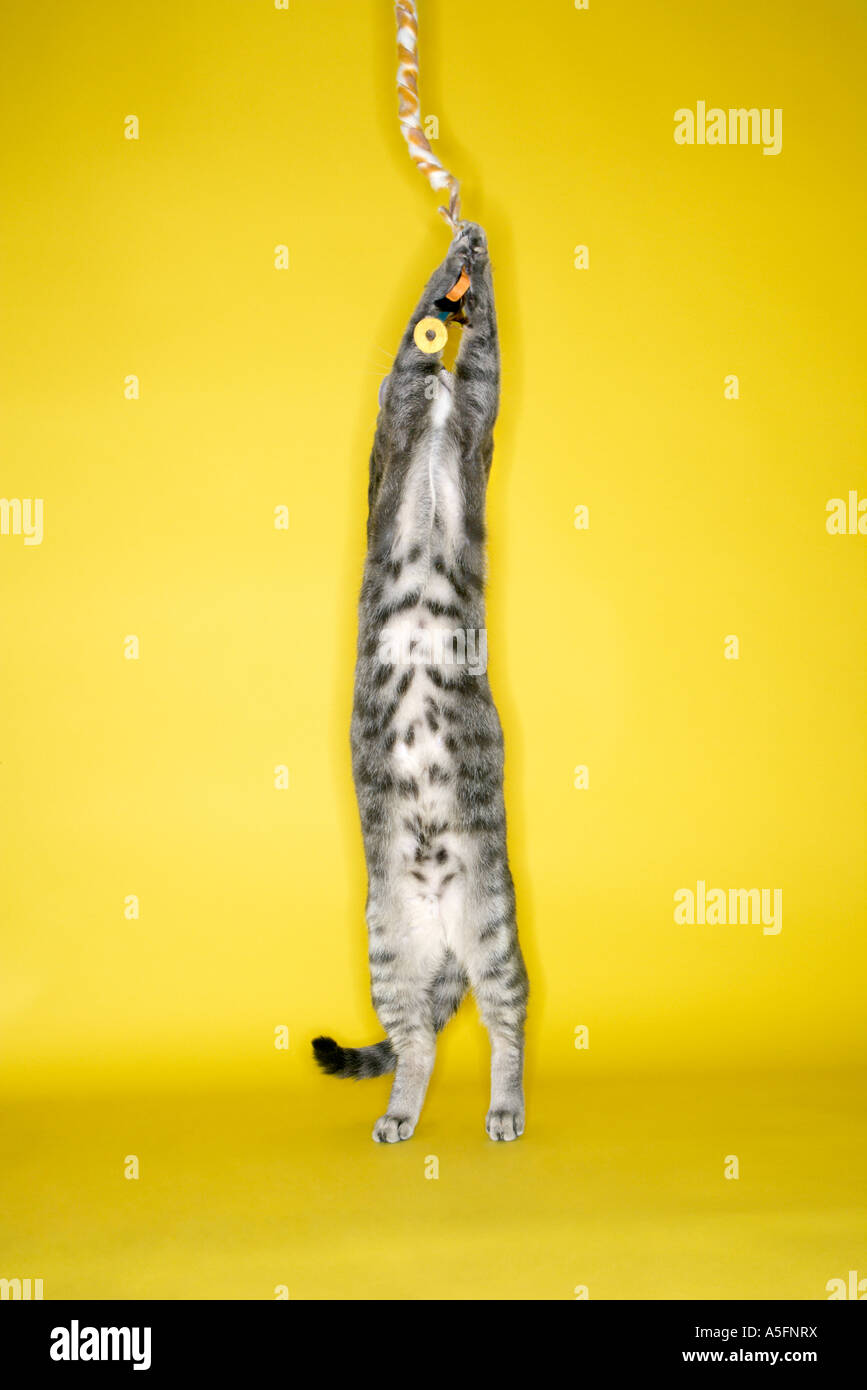 Gray striped cat standing attacking toy Stock Photo - Alamy