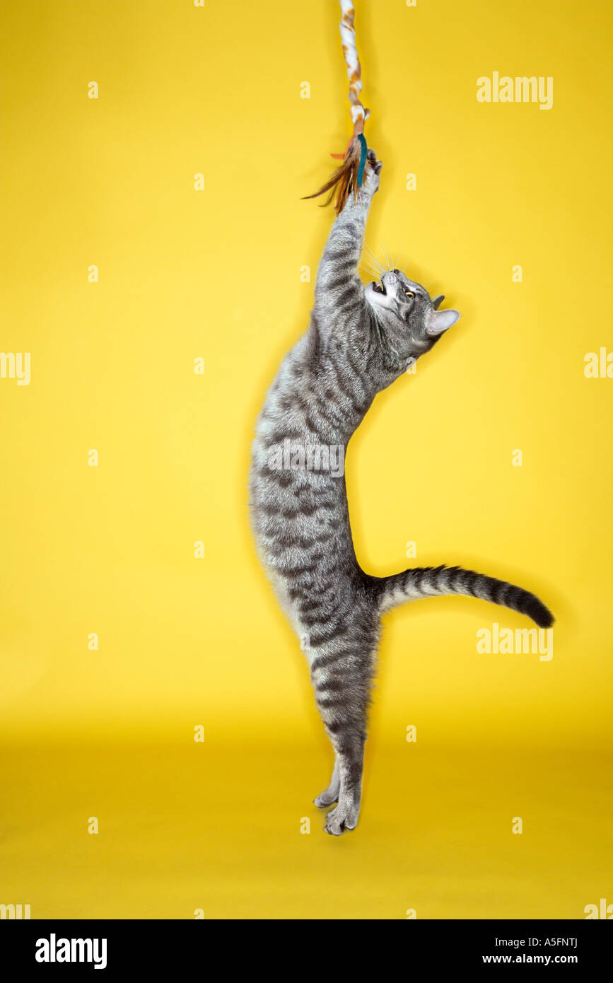 Cat jumping at toy hi-res stock photography and images - Alamy