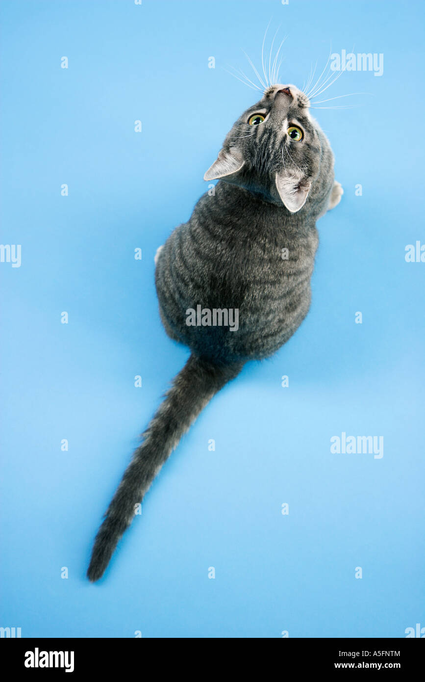 High angle view of gray striped cat looking up Stock Photo - Alamy