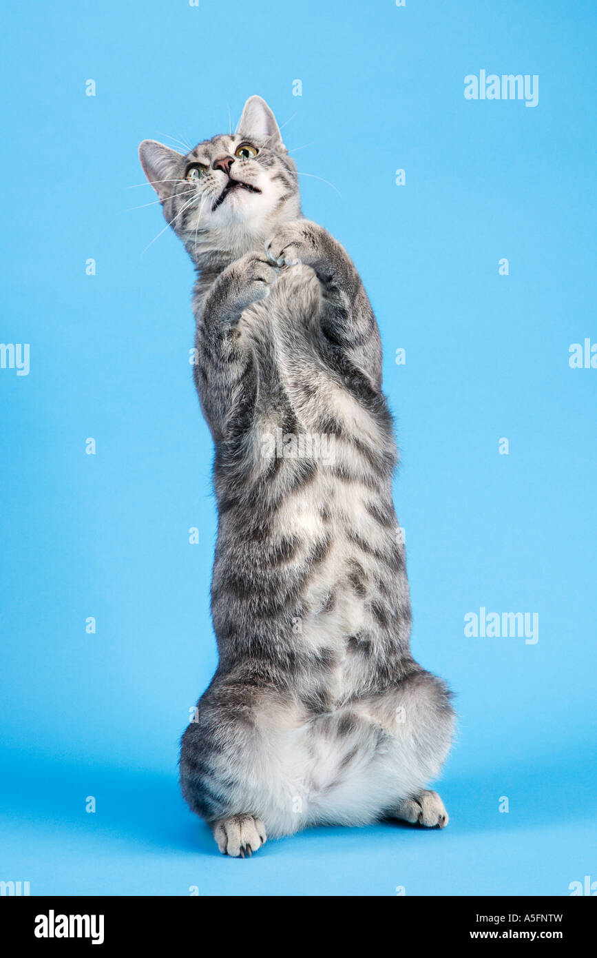 Standing on haunches hi-res stock photography and images - Alamy