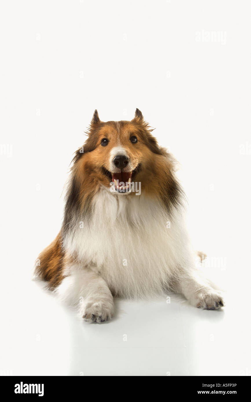 Collie eye colour hi-res stock photography and images - Alamy