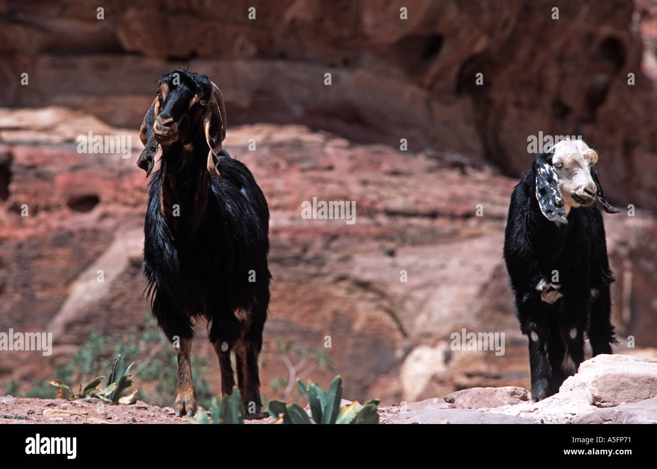 Jordan05056 hi-res stock photography and images - Alamy