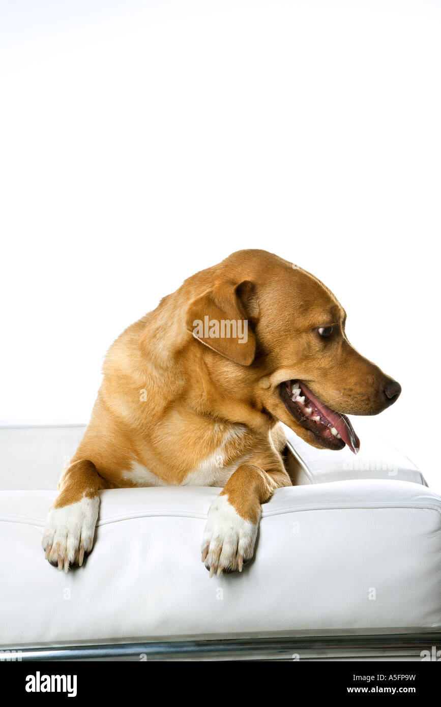 Dog on chair Stock Photo - Alamy