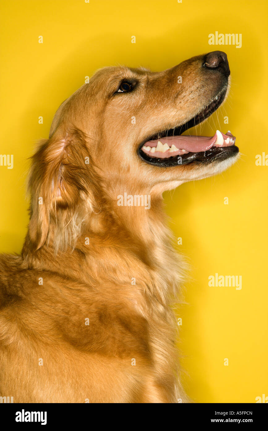 Dog profile photograph hi-res stock photography and images - Alamy