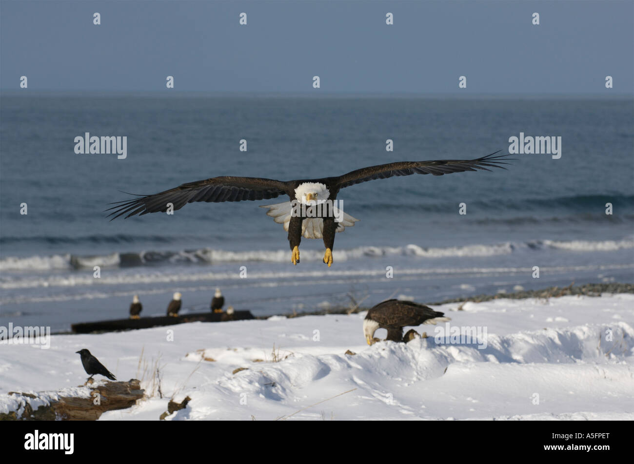 Bald Eagle, Alaska's Coast Stock Photo - Alamy