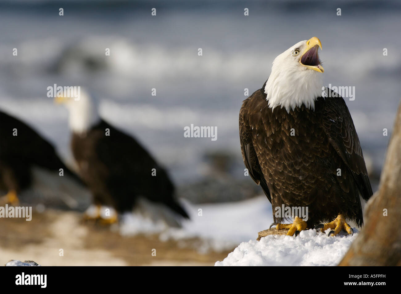 Bald Eagle calling, Alaska's Coast Stock Photo - Alamy