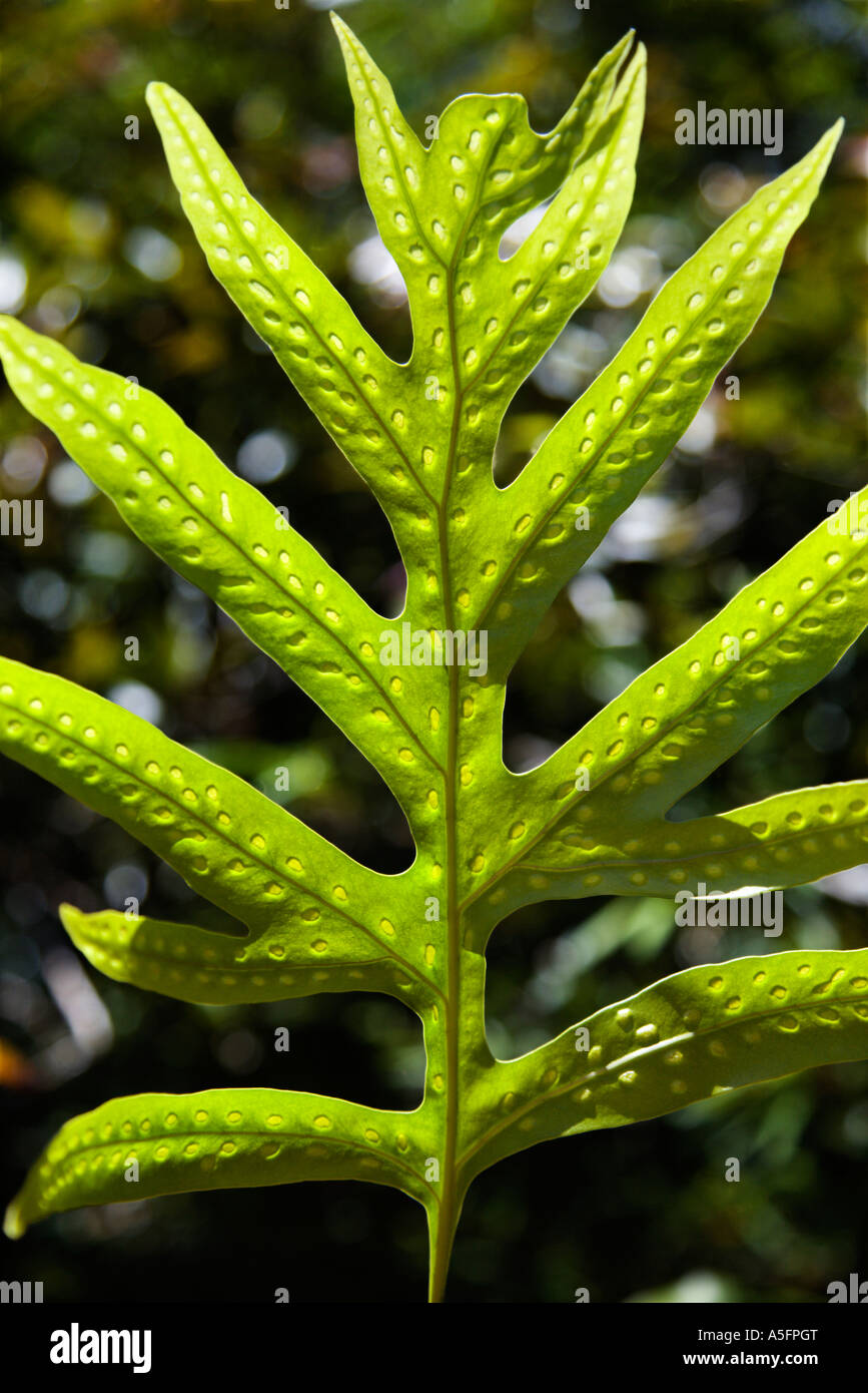 Close up of Liriope Fern leaf in Maui Hawaii USA Stock Photo - Alamy