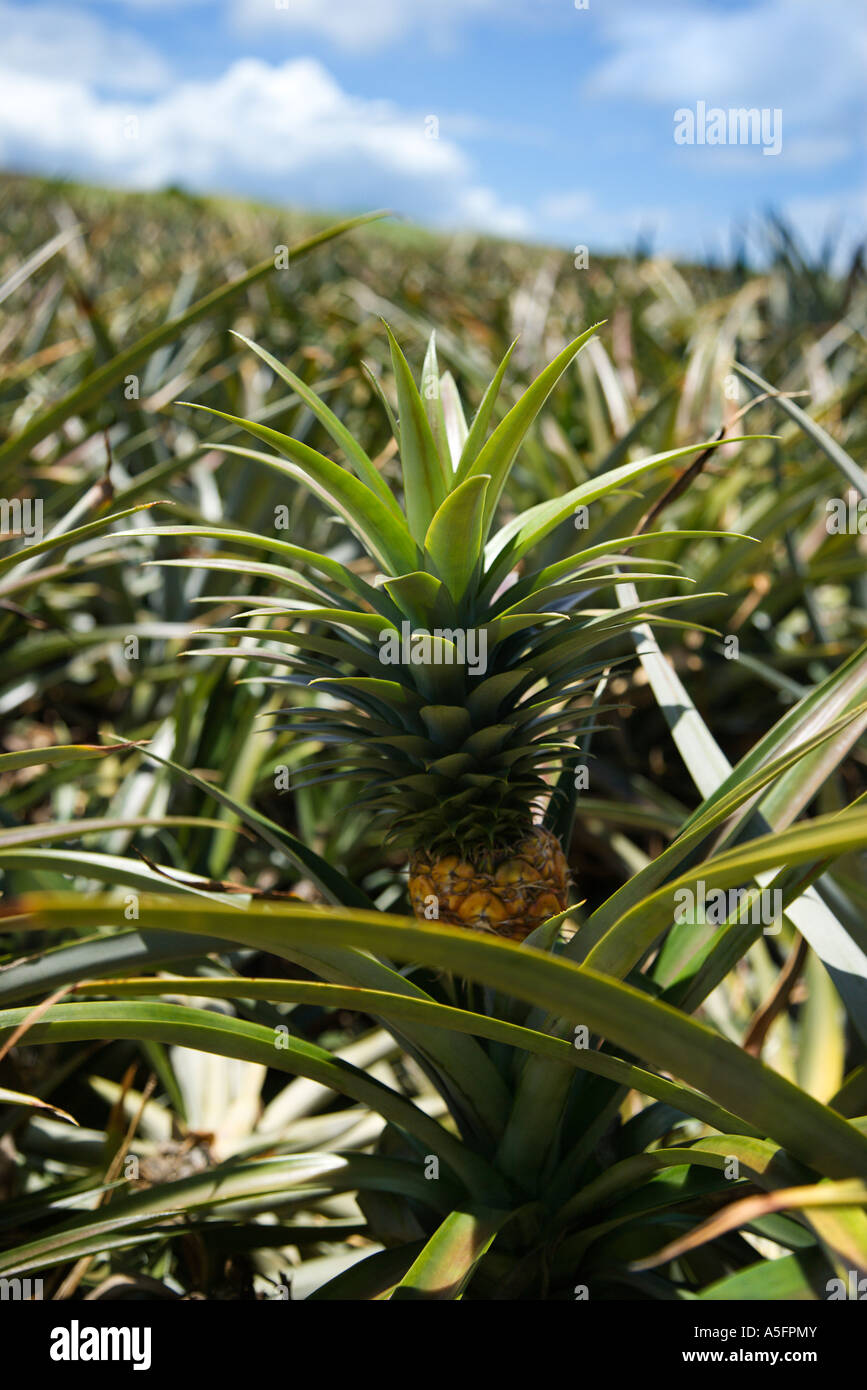 Pineapple sprouting from plant in crop in Maui Hawaii USA Stock Photo ...