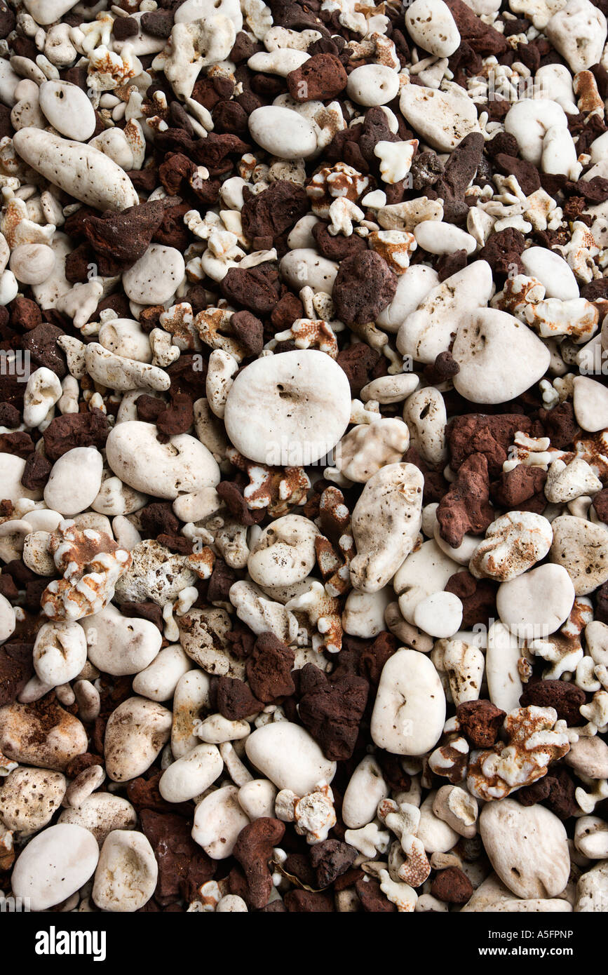 Close up of beach worn rocks and shells in Maui Hawaii USA Stock Photo ...