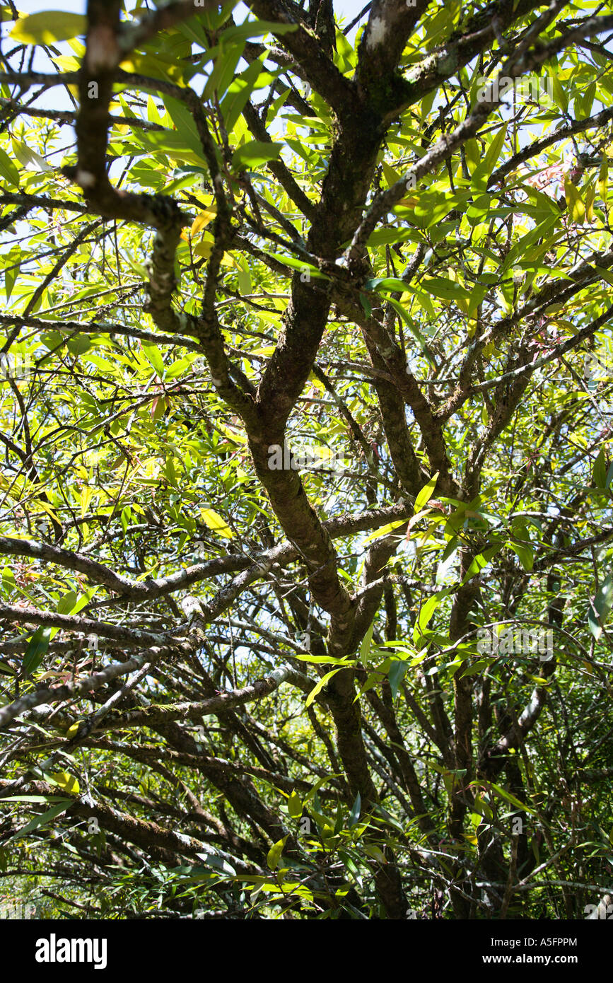 Tree with green leaves in Maui Hawaii USA Stock Photo - Alamy