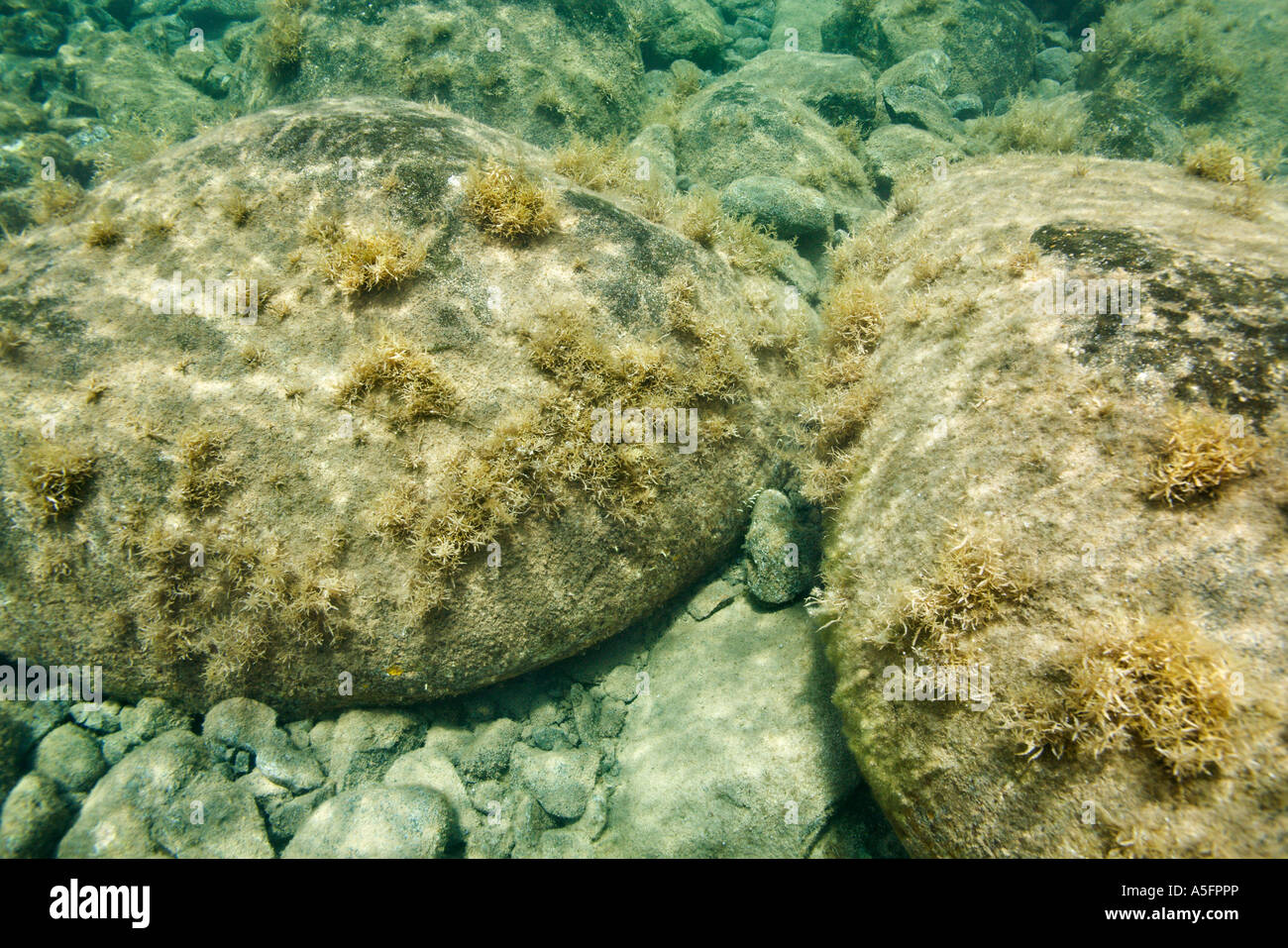 Underwater view of rocks on bottom of ocean in Maui Hawaii USA Stock ...