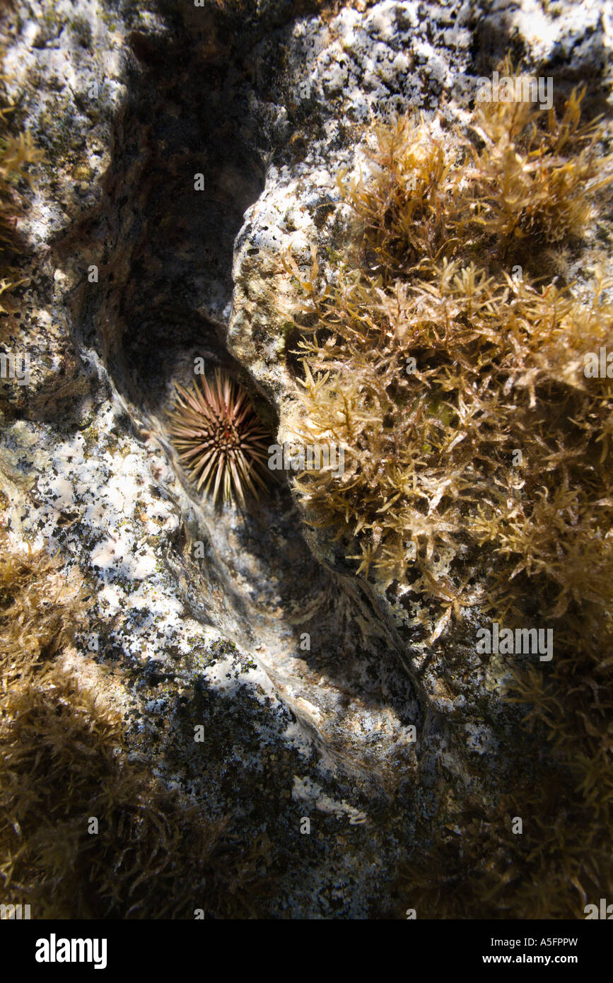 Underwater view of sea urchin and vegetation on rock in Maui Hawaii USA ...