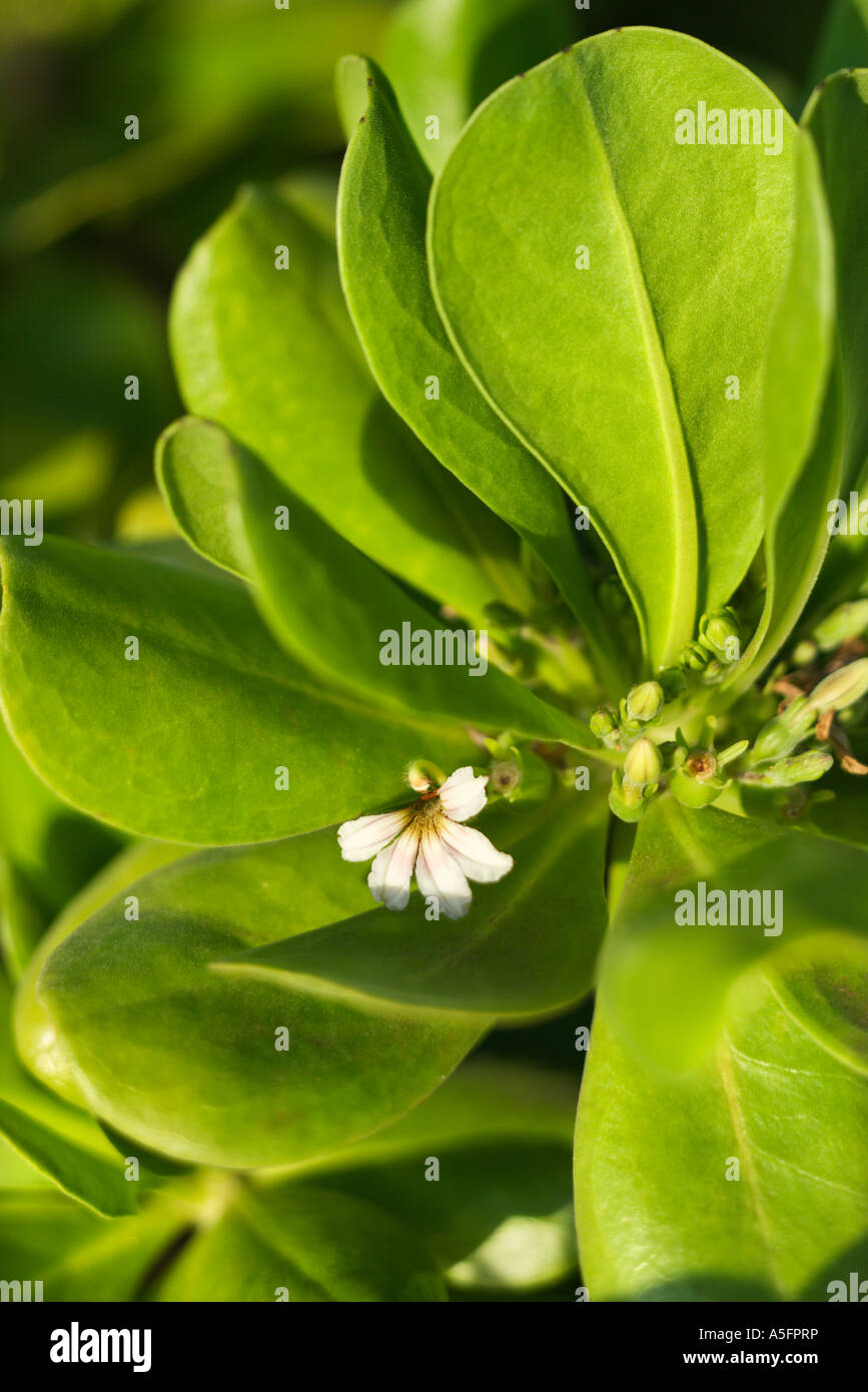 Naupaka Flower High Resolution Stock Photography and Images - Alamy