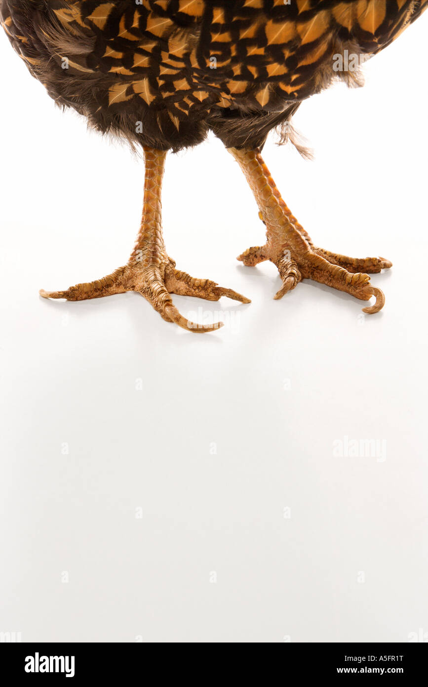 Golden Laced Wyandotte chicken feet Stock Photo - Alamy
