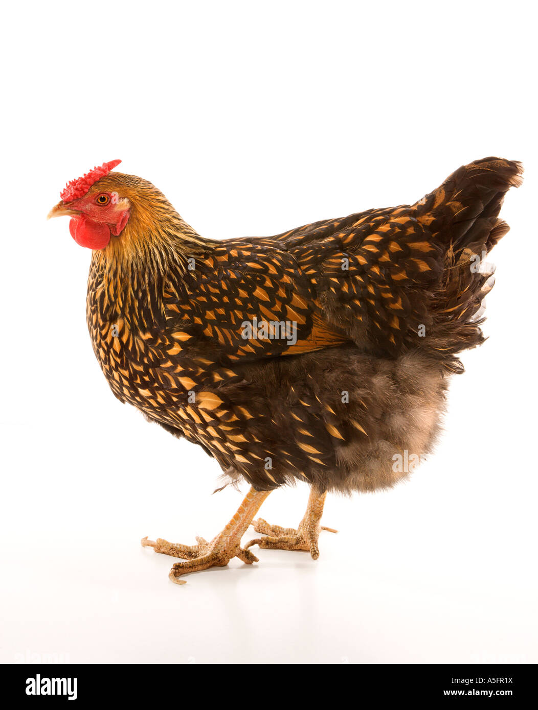 Golden Laced Wyandotte chicken Stock Photo - Alamy